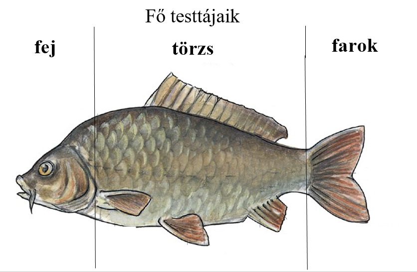 A halak jellemző tulajdonságai