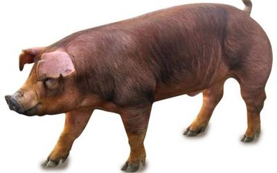 Duroc