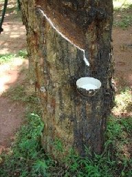 2. Rubber Tree (Hevea brasiliensis)