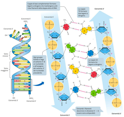 1.le due catene sono complementari e antiparallele