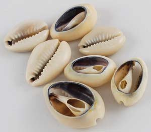 Above is a picture of cowrie shells, which was formerly the Aboriginal ...