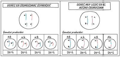 1913. Alfred Sturtevant, un estudiante de T. H. Morgan en la ...