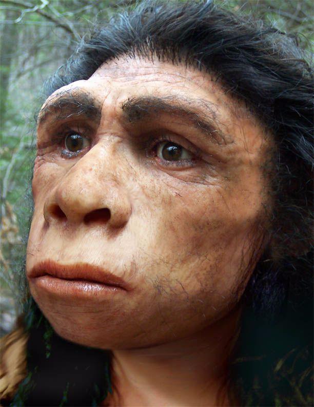 1,500,000 BCE the Homo erectus were more intelligent and formed small ...