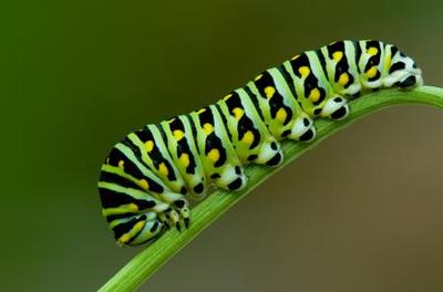 http://www.buzzle.com/articles/four-growth-stages-of-a-butterfly.html
