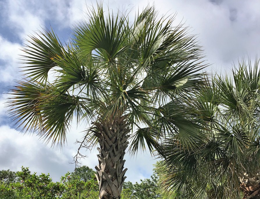 State Tree- Sabal Palmetto