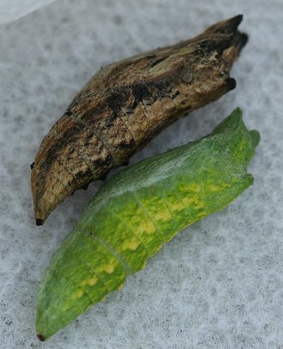 Safe inside the chrysalis, they undergo a metamorphosis , where they ...