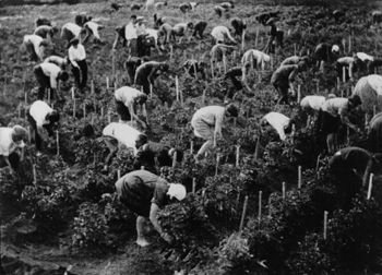 farmers on a kolkhoz (collective farm)