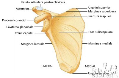 Scapula - vedere anterioara