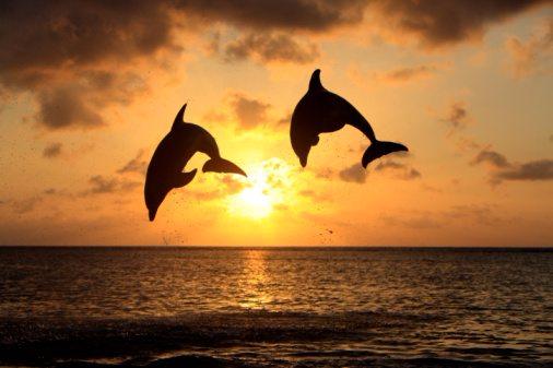 ANIMALS