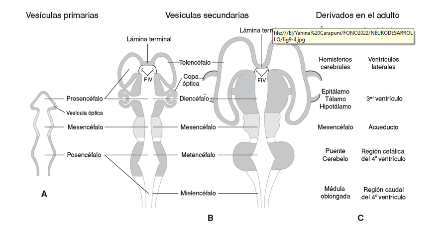 Libro Embriología Humana y Biología del desarrollo. Arteaga Martinez ...