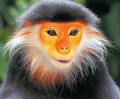 This monkey is called the Cercopithecodea and its from the Catarrhini