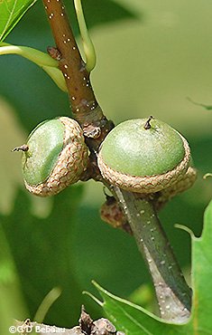 This is an image of the young acorn from the Friends of the Wildflower ...