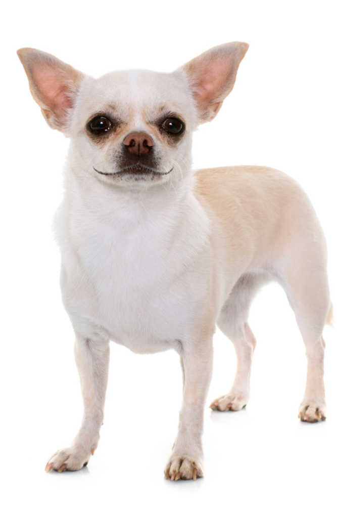 we got 2 dogs and this one was daisy