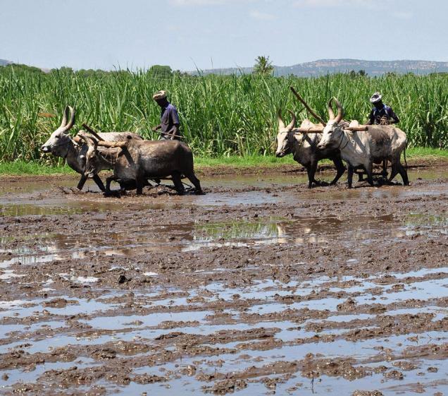 Soil was overused, deforestation occurred to make more land available ...