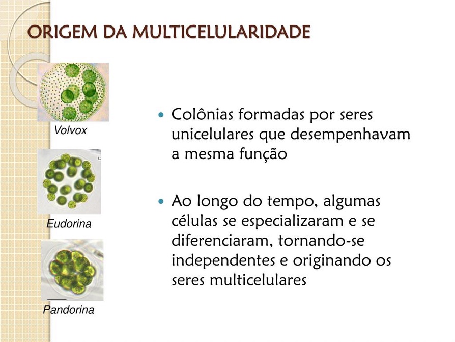 O aparecimento da multicelularidade permitiu uma serie de tendências ...
