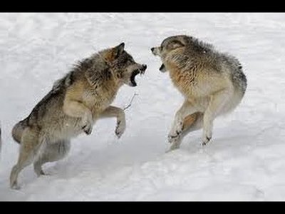 The Call Of The Wild Buck And Spitz Fighting