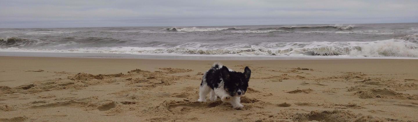 Wade Carter - Period 5