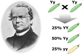 Gregor Mendel and his pea plant experiment.