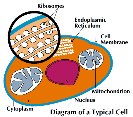 Ribosomes are the protein making factories in a cell. These proteins ...