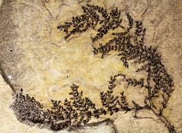 The first flowering plant 245 million years ago
