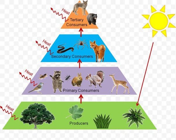 At the bottom of the food chain, the primary producers gain energy ...