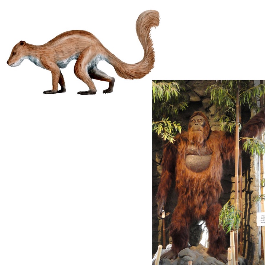 De Plesiadapis a Gigantopithecus