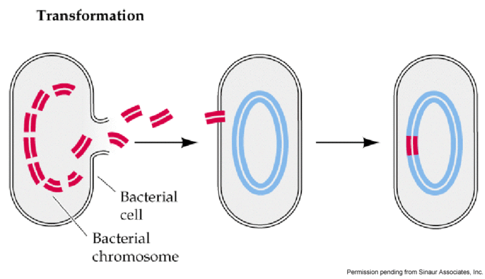 Transformación bacteriana