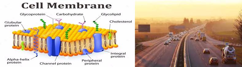 The cell membrane lets materials in and out The highways are our cell ...