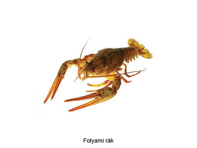 Folyami rák