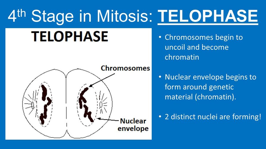 Telophase = 4th phase of mitosis