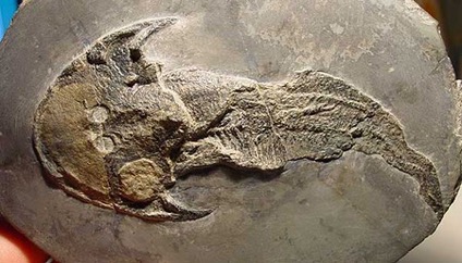 A fossil of the Osteostraci.