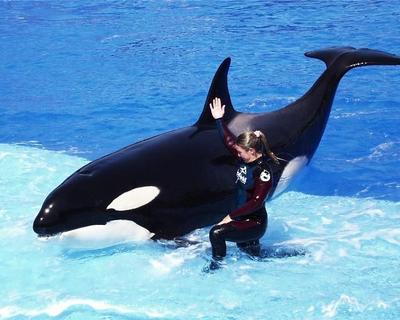 Another Orca started performing with Orkid named Splash. Splash had ...