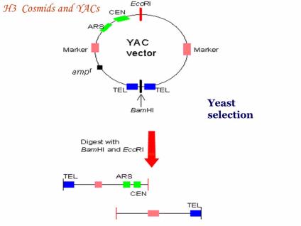 1987 YACs developed