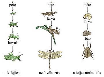 A rovarok szaporodása