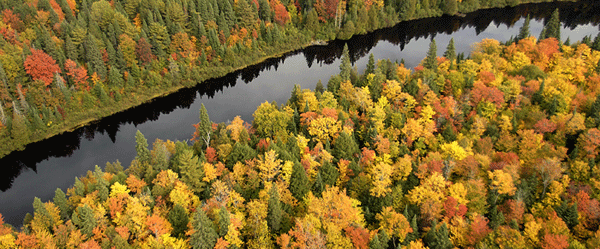 Visual Aid 14. Forest in Michigan's eastern Upper Peninsula.