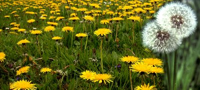 Ő itt a pitypang. Másik közismert neve a gyermekláncfű.