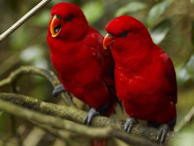 Bloods Birds!