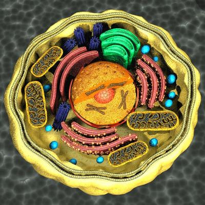 1665: Hooke- Cell Theory