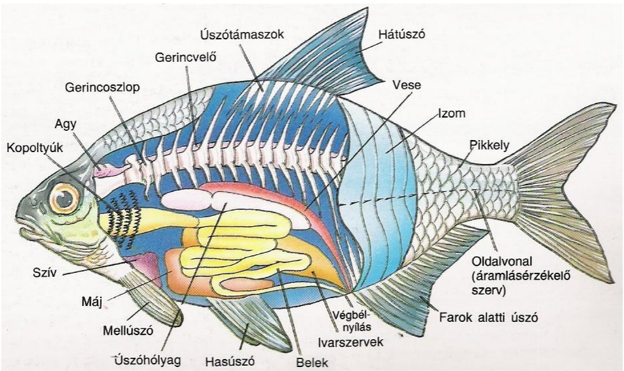 Olvasd el a tankönyv 64. oldalán, hogy hogyan alkalmazkodtak a halak a ...