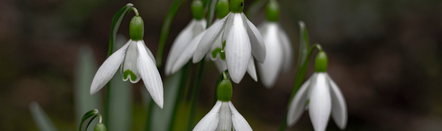 To print the story please do so via the link in the story toolbar.