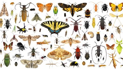 Ugye nem volt nehéz!