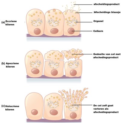 Afscheidend epitheelweefsel met afvoerbuis. Manier van afscheiden