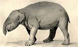The moeritherium lived 35-37 million years ago. They were about 2.3 ...