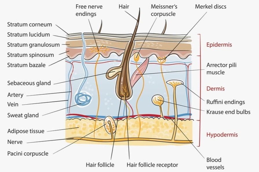Structures Of The Integumentary System Structures Of The Integumentary System