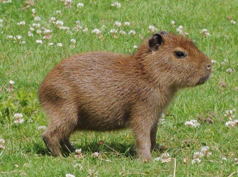 A baby Capybara on the grass