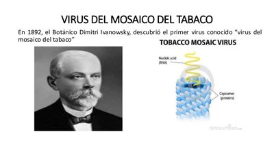 Dmitri Ivanovski (1864 - 1920)