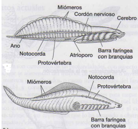 CONODONTOS