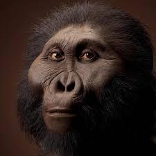 Australopithecus Boisei
