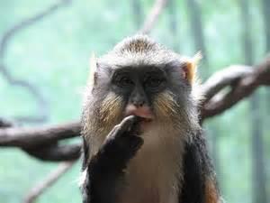 The Sclater's Guenon, only found in Nigeria.