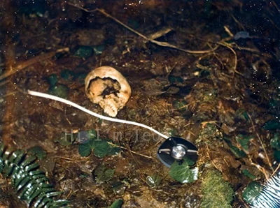 Authentic image of Brenda Ball's skull lying on the floor of the woods